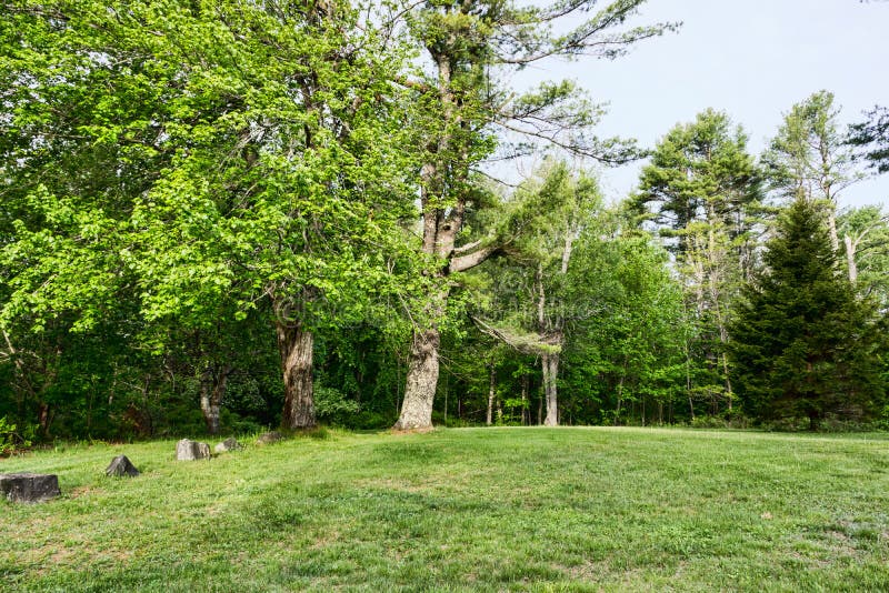 Image of a Mowed Rolling Lawn with Full Trees and Older Tree Stumps ...