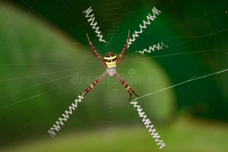 Insect is multi-legged stock photo. Image of macro, nature - 130281832