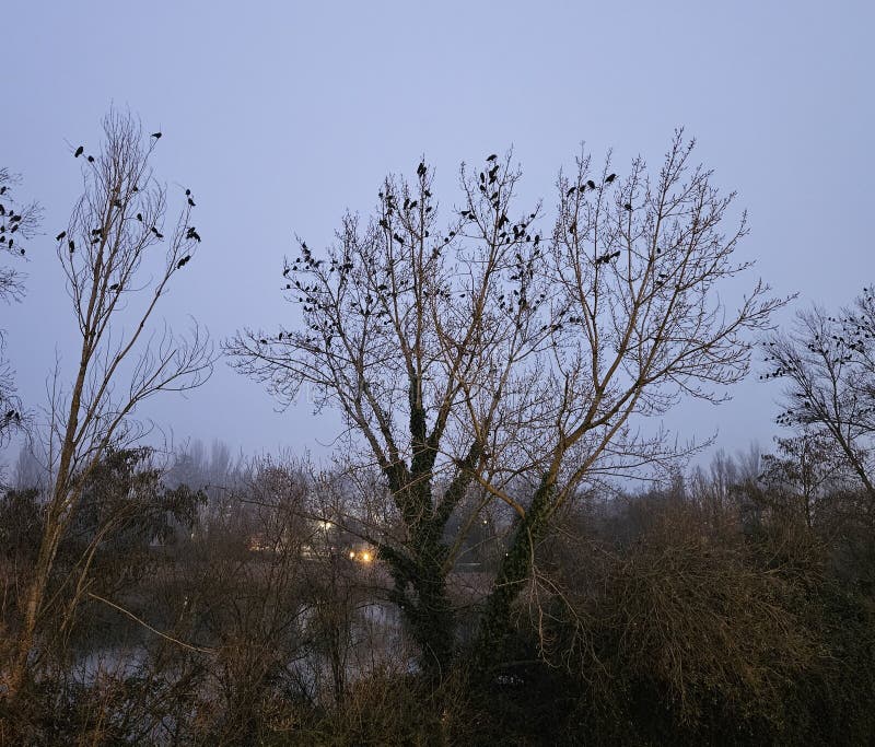 Image of Multiple Birds Perched on Trees at Sunset on One of the Banks ...