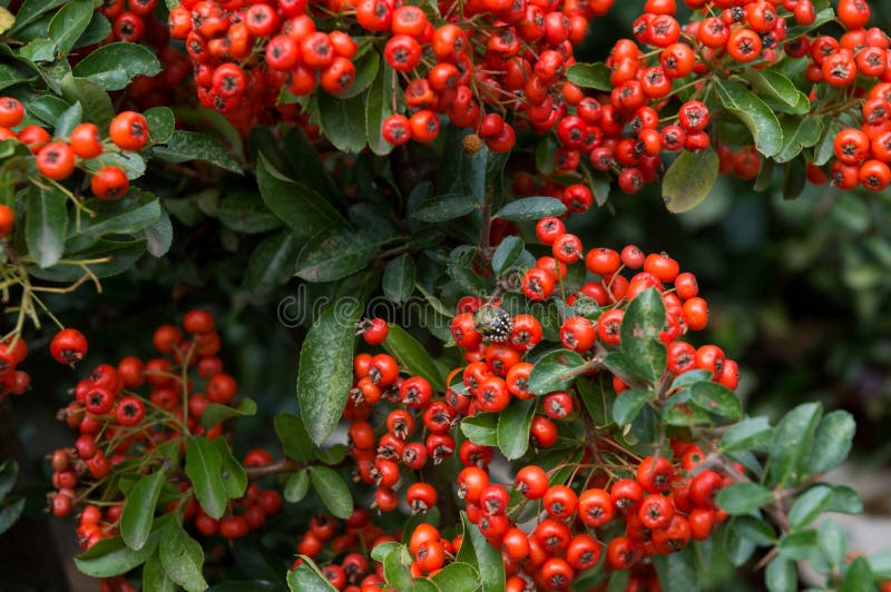 Multiple Clusters of Red Berries Growing on the Bush Stock Image ...