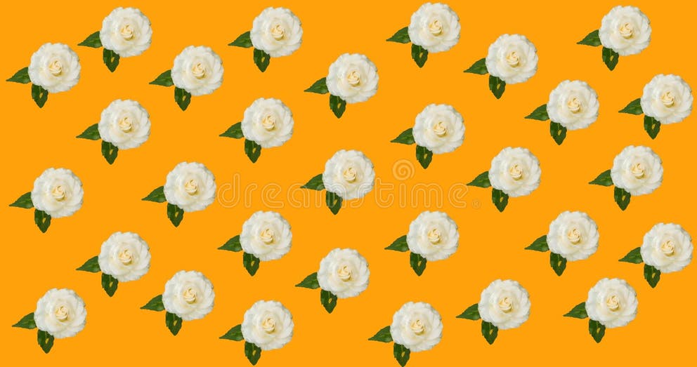 Image of Multiple Pink, Yellow and White Roses Moving Over Orange ...