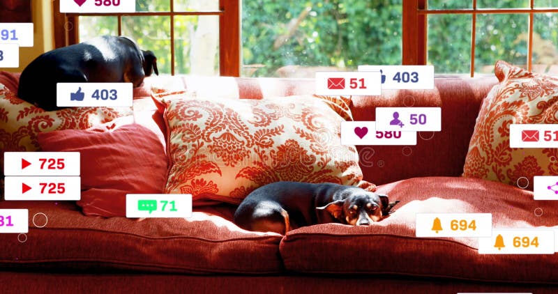 Image of Multiple Social Media Icons Over Two Dogs Lying on the Couch ...