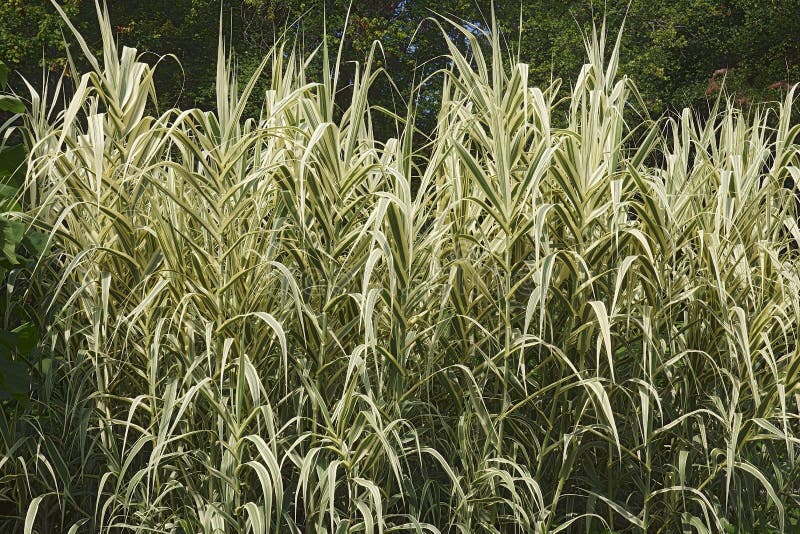 Image of Multiple Striped Giant Reed Plants Stock Image - Image of ...