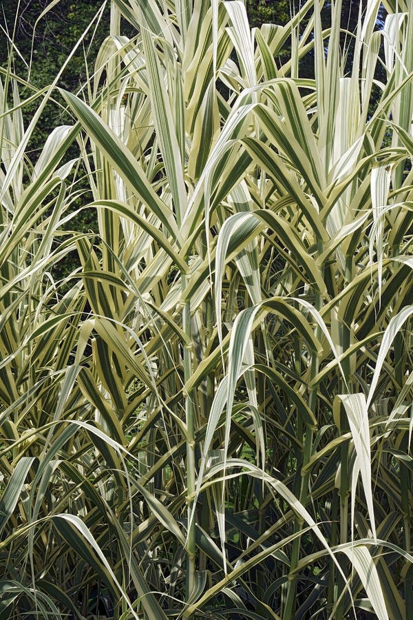 Image of Multiple Striped Giant Reed Plants Stock Photo - Image of ...