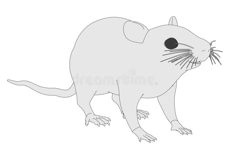 Image of mouse skeleton stock illustration. Illustration of cartoon ...