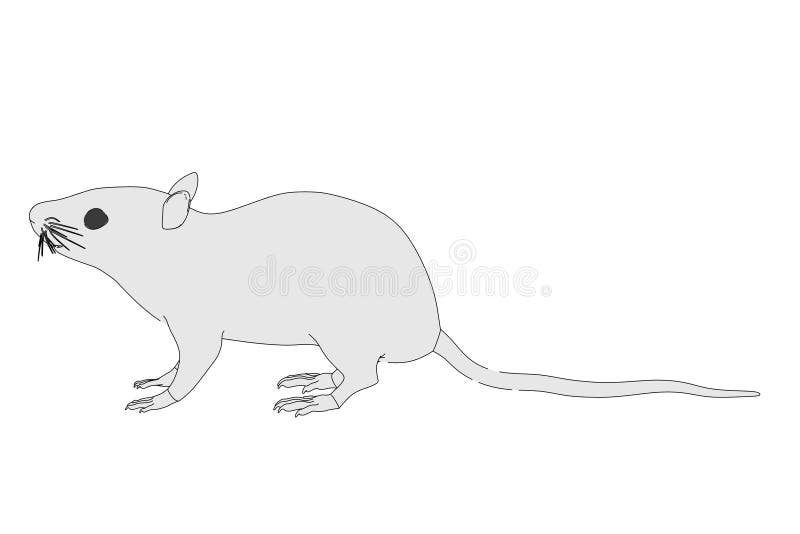 Image of mus musculus stock illustration. Illustration of mouse - 39585464