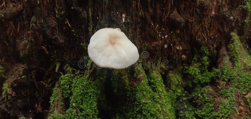 Image of Mushrooms Growing on Tree Roots in Nature Stock Photo - Image ...