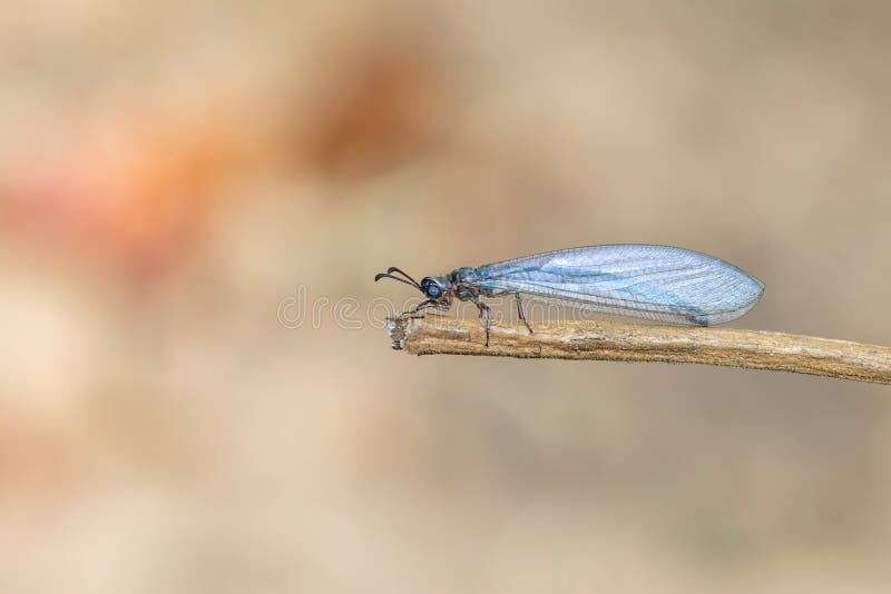 Image of Myrmeleon Formicarius Perched on a Branch on Nature Background ...