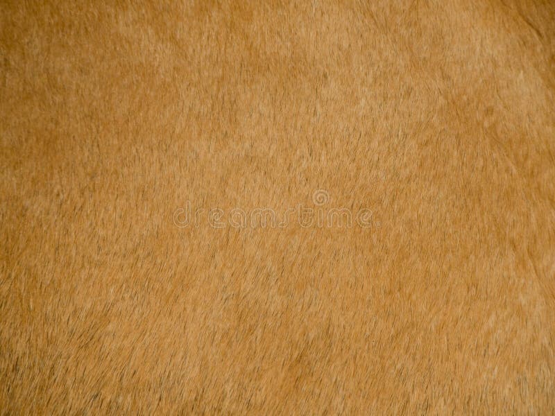 Image of Natural Animal Leather Stock Image - Image of texture, detail ...