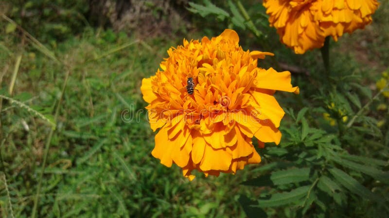 Daspethiya Natural Flower of Sri Lanka Stock Photo - Image of njust ...
