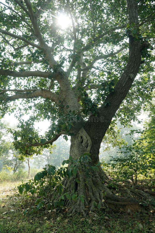 The Image of Natural Grafting of Two Trees Stock Photo - Image of ...