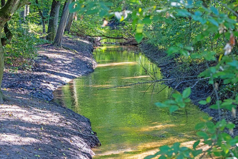 Image of a Natural Stream in a Dense German Forest Stock Image - Image ...