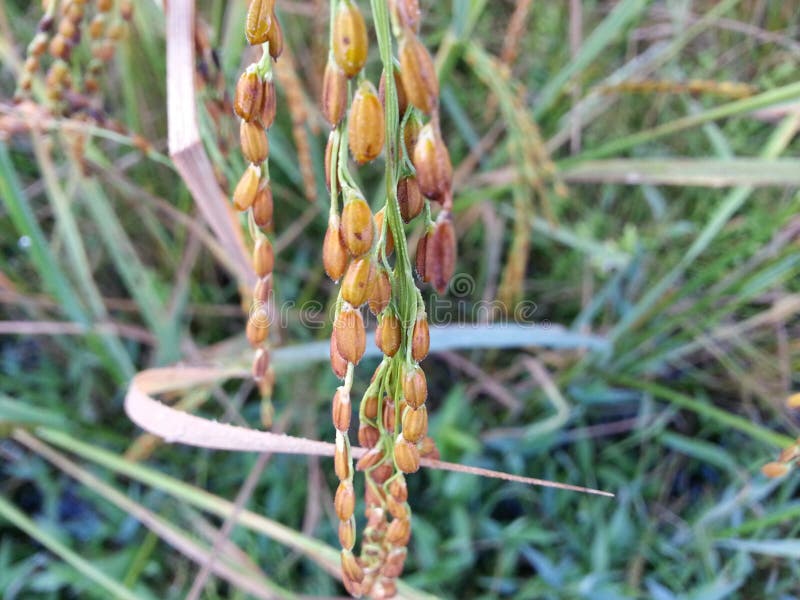 The Nature Gold Rice stock photo. Image of flowers, water - 99924168