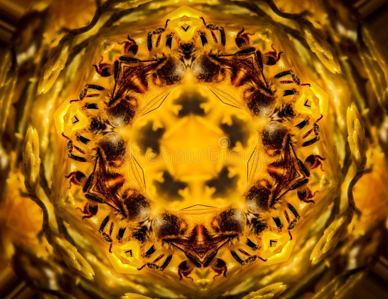 Deep into the Vortex Bee Kaleidoscope Stock Illustration - Illustration ...