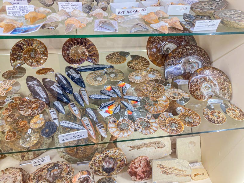 Image of a Neatly Arranged Display of Seashells in a Possible Museum or ...