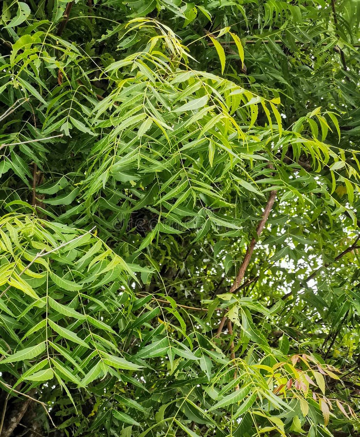 Neem leaf stock image. Image of produce, health, garden - 236926393