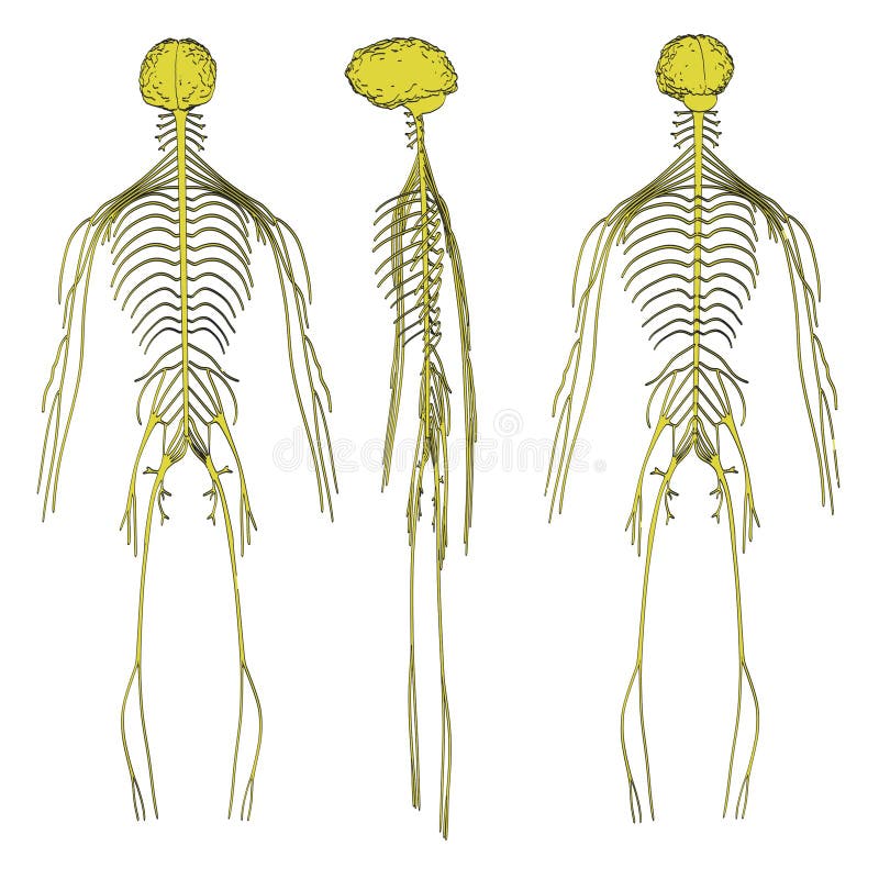 Image of nervous system stock illustration. Illustration of anatomy ...