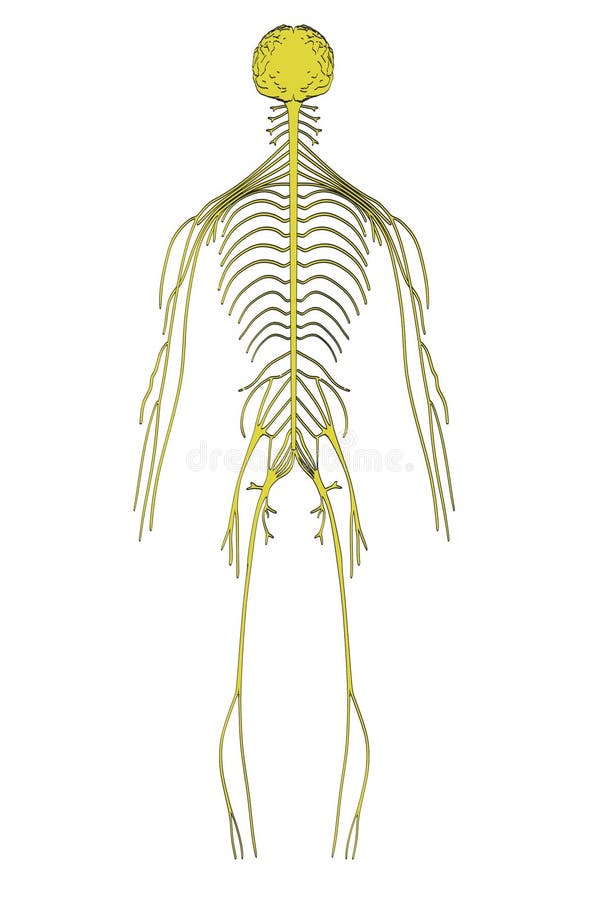 Image of nervous system stock illustration. Illustration of anatomy ...