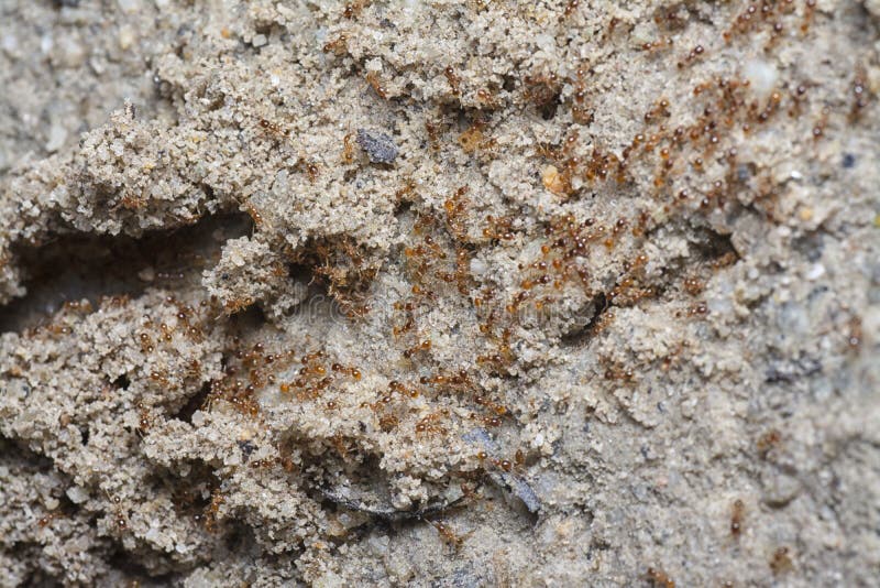Nest of the Little Red Tropical Fire Ants. Stock Photo - Image of pain ...