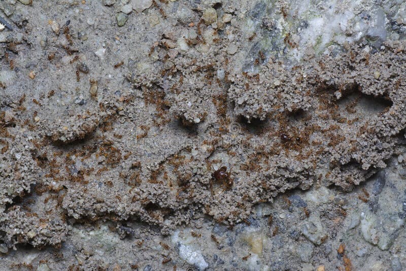 Nest of the Little Red Tropical Fire Ants. Stock Photo - Image of ...