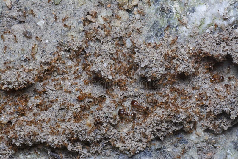 Nest of the Little Red Tropical Fire Ants. Stock Image - Image of ...
