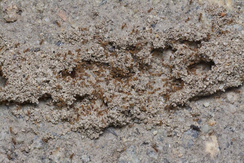Nest of the Little Red Tropical Fire Ants. Stock Photo - Image of ...