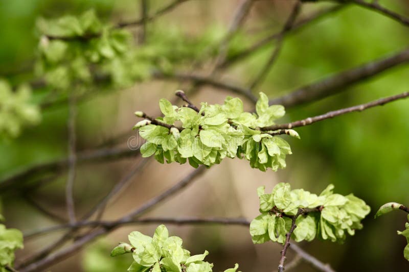 New leaves in spring time stock image. Image of daybreak - 314847787