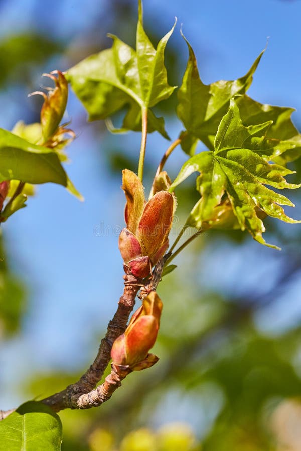 New Maple Tree Leaves Sprouting in Spring Stock Image - Image of herb ...