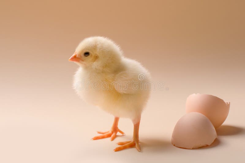 Image of a Newborn Fluffy Fledgling Chicken Next To the Eggshell. Stock ...