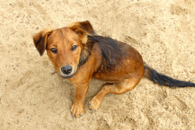 An Image of a Nice Dog Portrait Stock Photo - Image of hound, female ...