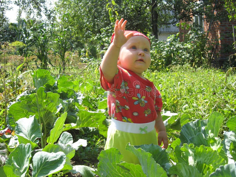 The kid in cabbage stock image. Image of eyes, plan, sacred - 30283237