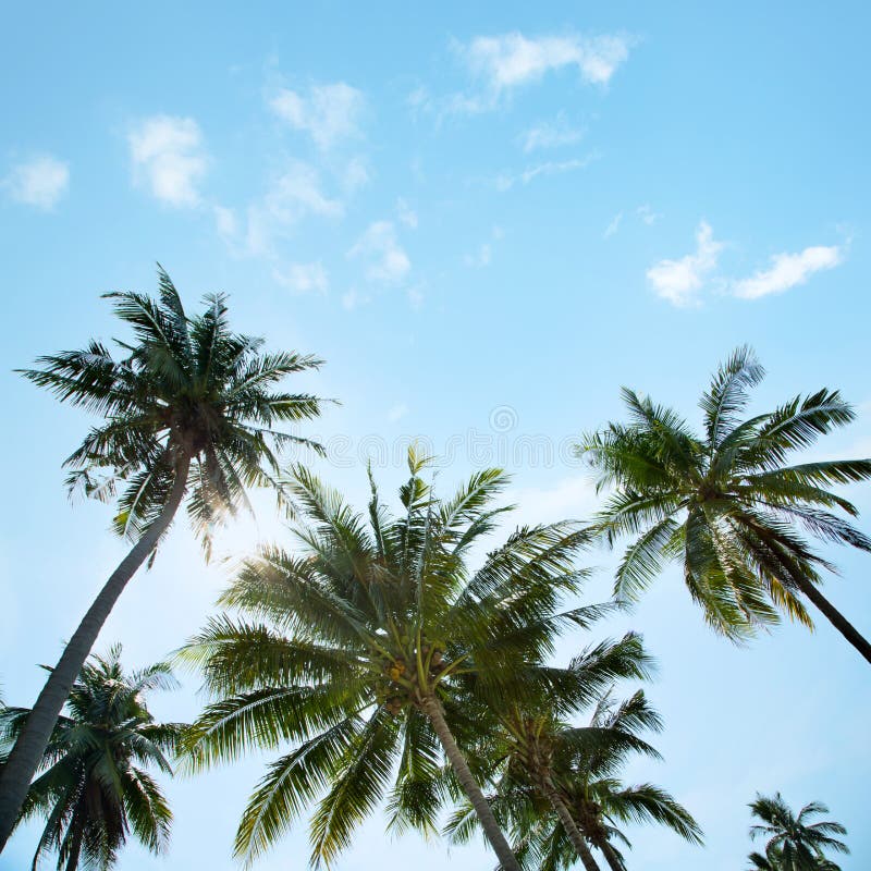 An Image of Nice Palm Trees Stock Photo - Image of climate, palm: 96306842