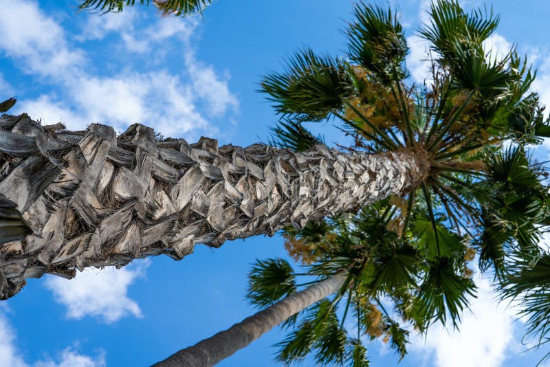 An Image of Nice Palm Trees in the Blue Sunny Sky Stock Photo - Image ...