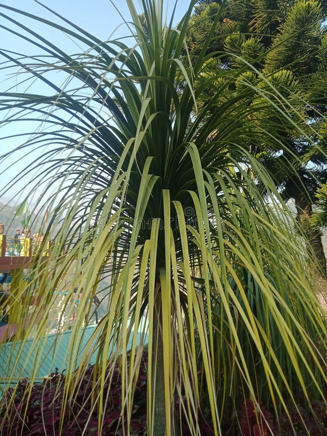 Image of a nice plant. stock photo. Image of leaf, nature - 305406646