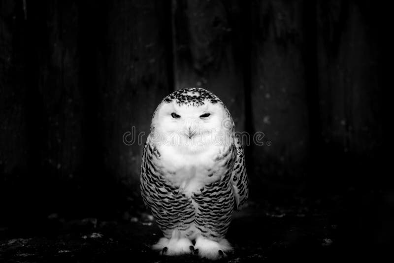 10,683 Photos de Hibou Noir Et Blanc - Photos de stock gratuites et ...
