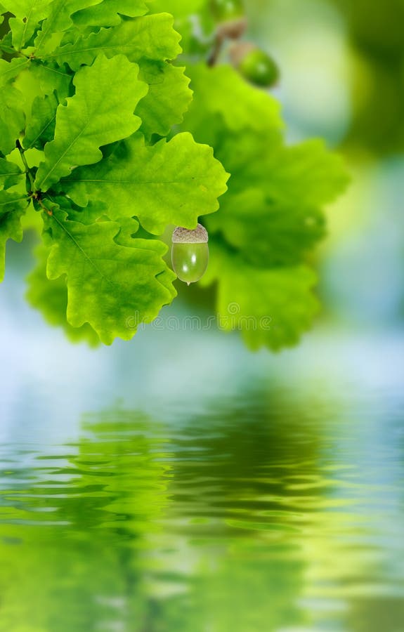 Image of Oak Leaves Over the Water Stock Photo - Image of lake ...