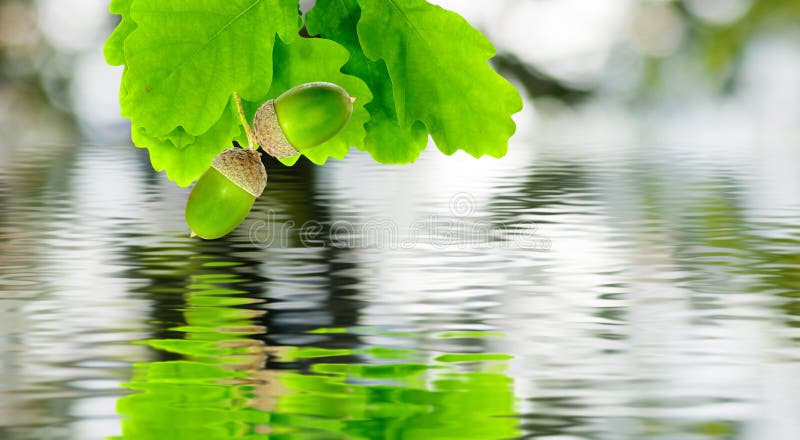Image of Oak Leaves Over the Water Stock Image - Image of lake, light ...
