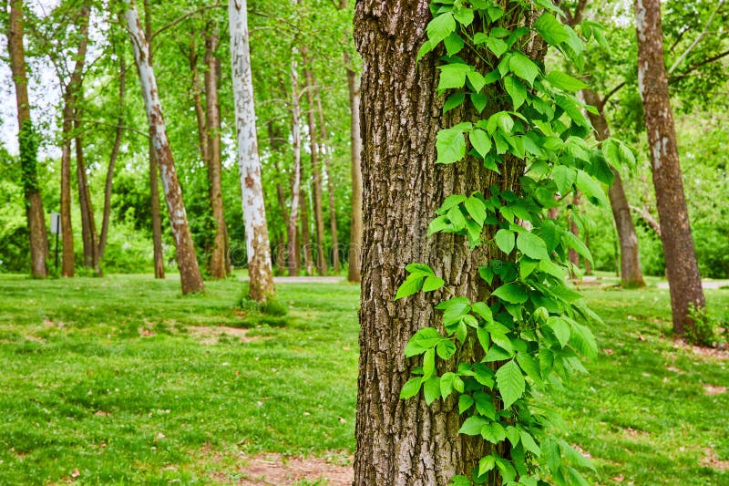 Oak or Maple Tree with Virginia Creeper Plant Growing Up Trunk in Park ...
