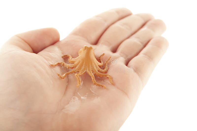 1,915 Octopus Leg Stock Photos - Free & Royalty-Free Stock Photos from ...