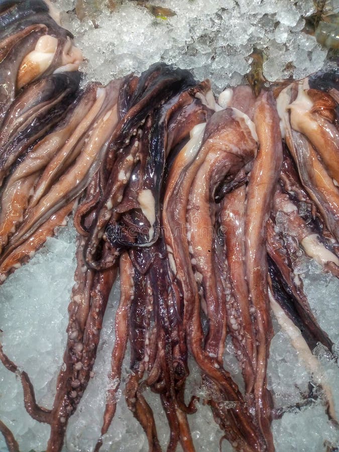 An Image of an Octopus Tentacles on Ice. Stock Image - Image of ...