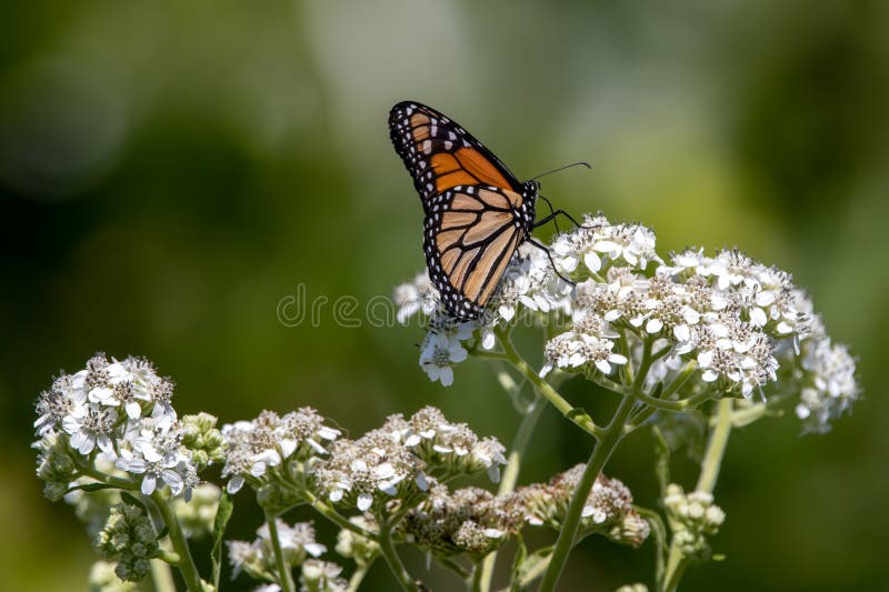 A Closer Look at the Monarch Butterfly: Side View in Detailed View ...