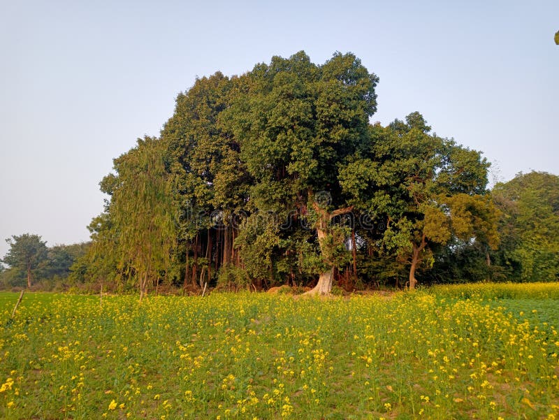 Image of old Banyan tree. stock image. Image of field - 267570497