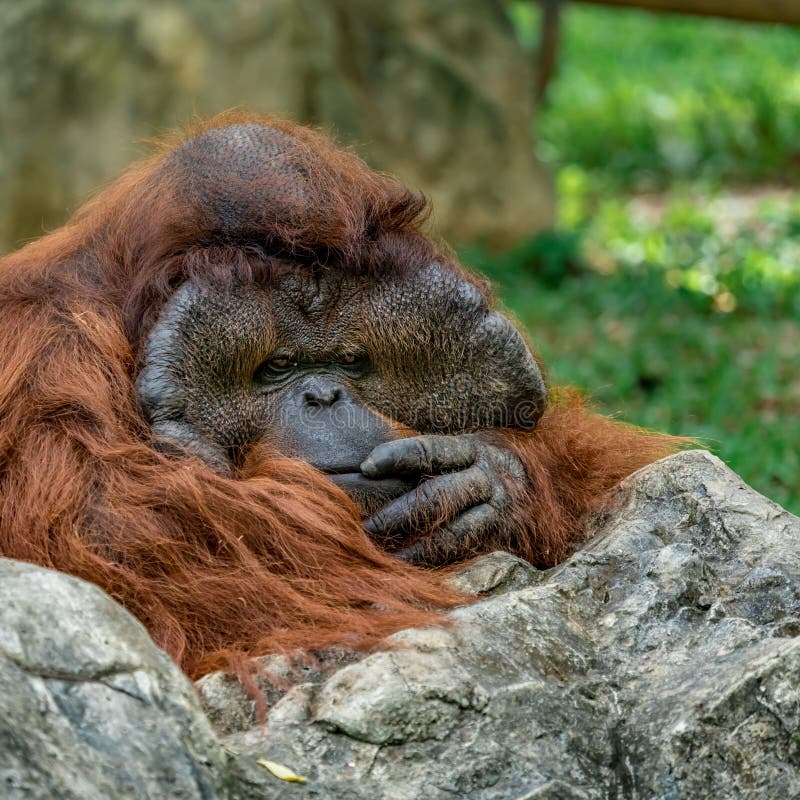 824 Old Orangutan Photos - Free & Royalty-Free Stock Photos from Dreamstime