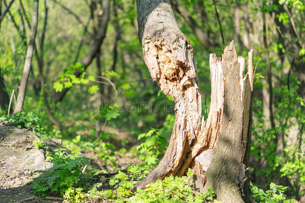 Image of an Old, Decaying Tree Trunk with Separated Layers in a Forest ...