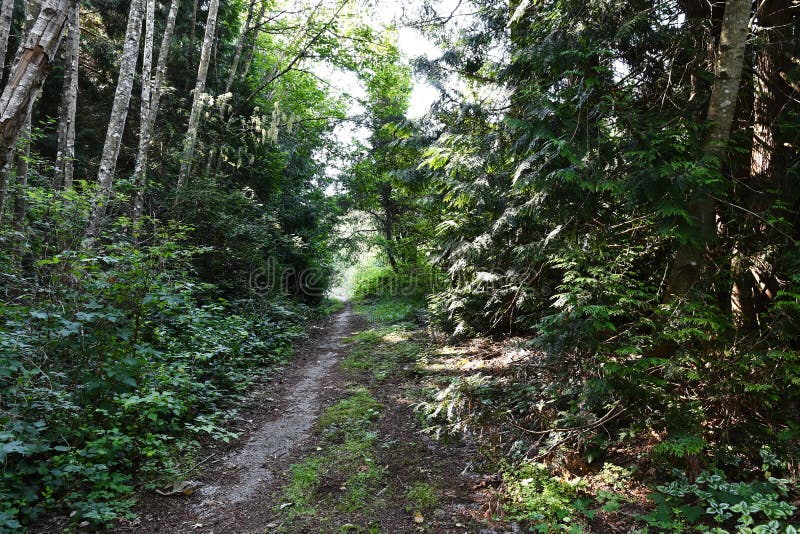 Old Foot Path through Dense Trees Stock Photo - Image of grass, summer ...