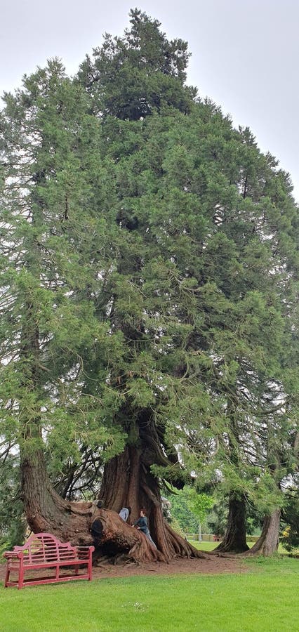 The Image of an Old Huge Tree Stock Image - Image of hundreds, tree ...