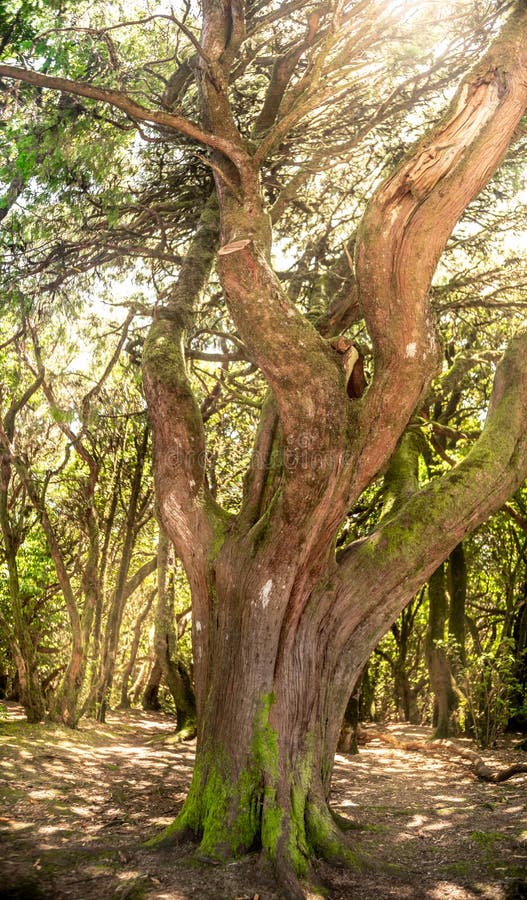 Image of Old Laurel Tree with Curved Trunk and Branches at Forest Stock ...