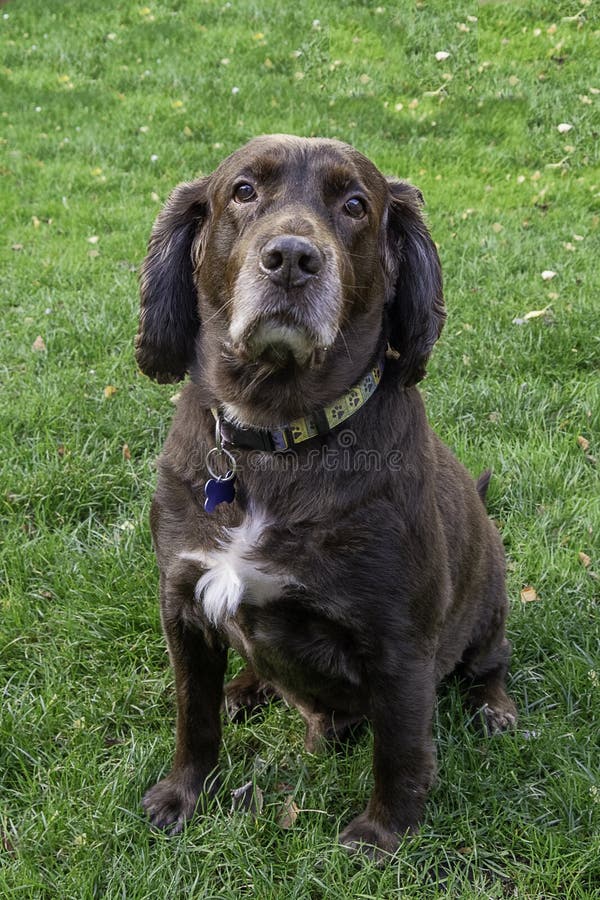 Image of a Old Red Spaniel Dog Stock Image - Image of tummy, colour ...
