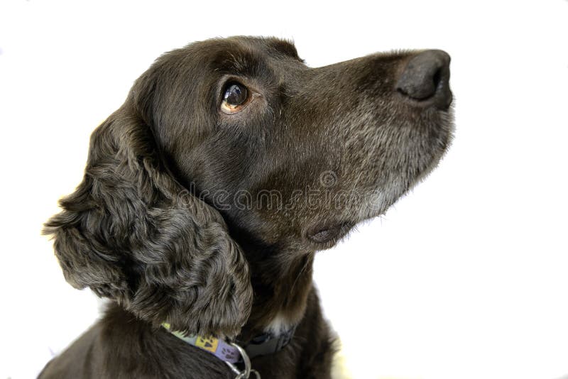 Image of a Old Red Spaniel Dog Stock Photo - Image of spaniel, position ...