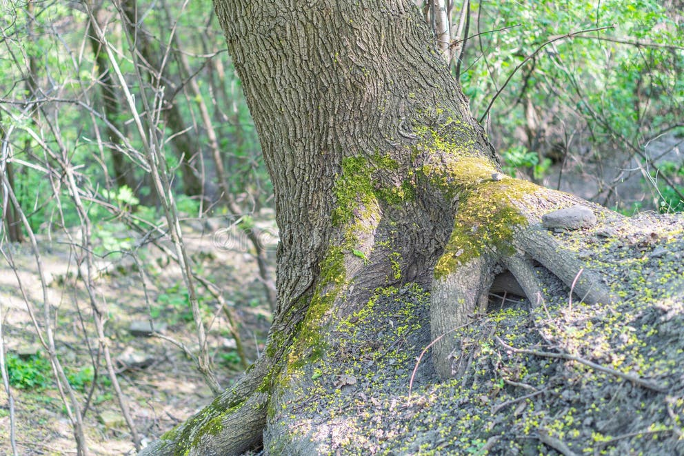 Image of Old Tree with Exposed Roots, Moss-covered Trunk and Bark ...